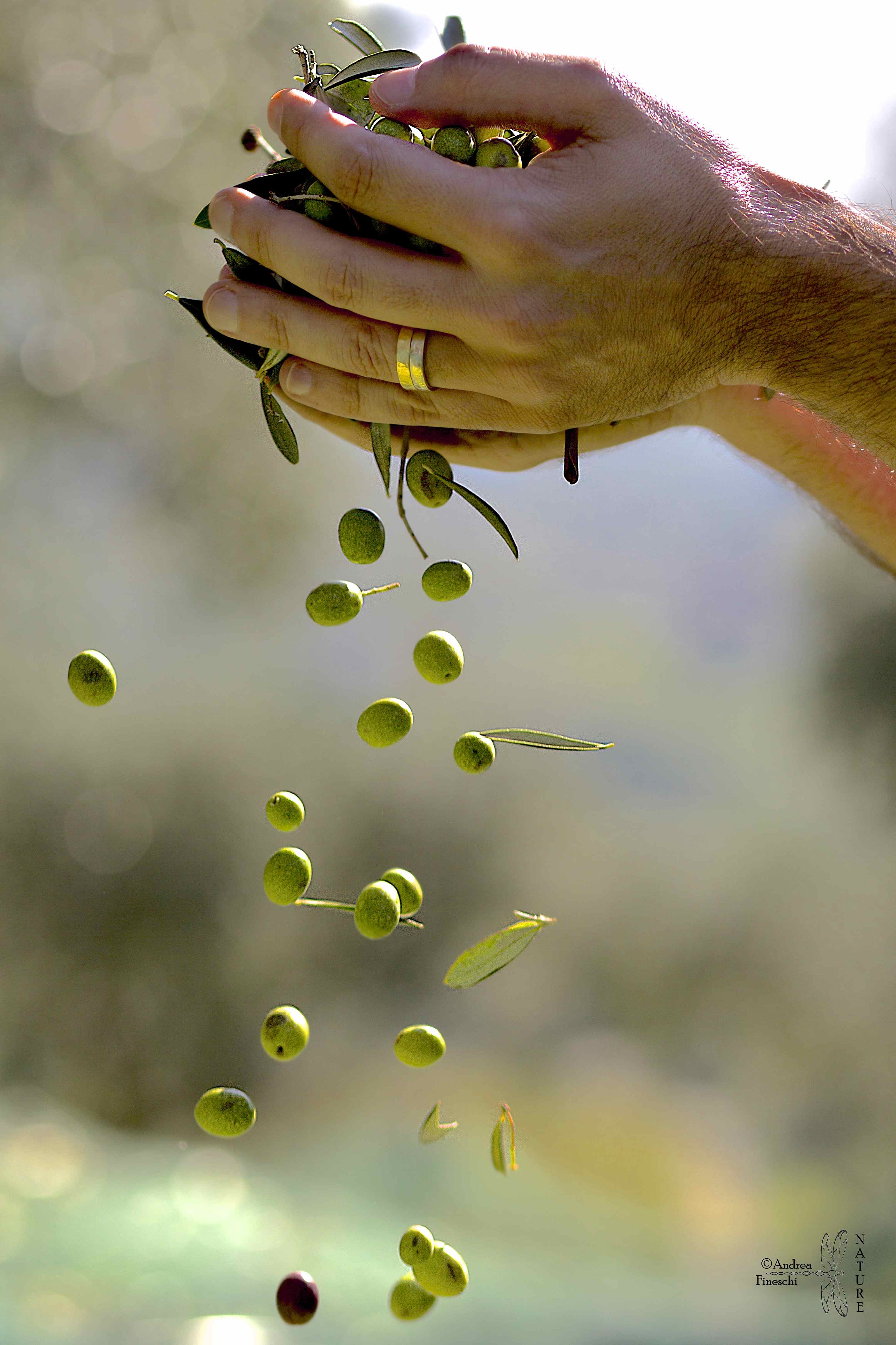 _TAI7242 Mani+Olive-2 - Colleverde Vineyards